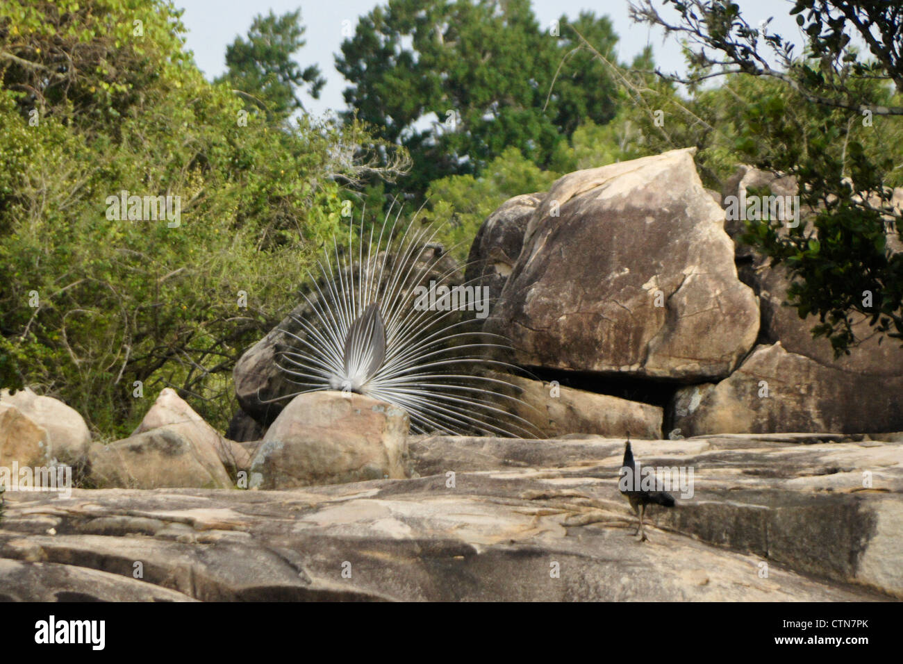 Rear View Of Male Indian Blue Peafowl Peacock Displaying For Female