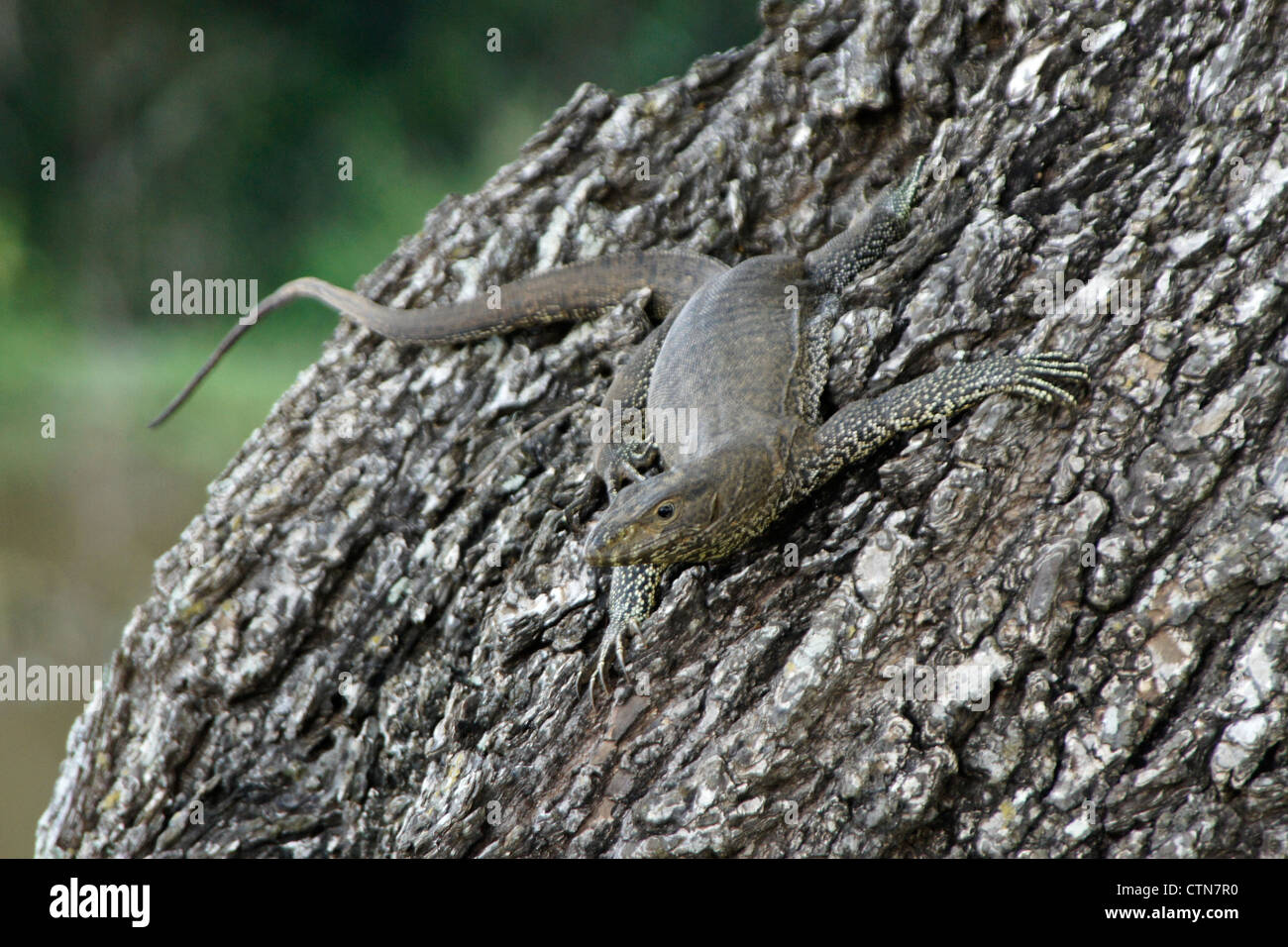 Land monitor (thalagoya) on tree, Yala National Park, Sri Lanka Stock ...