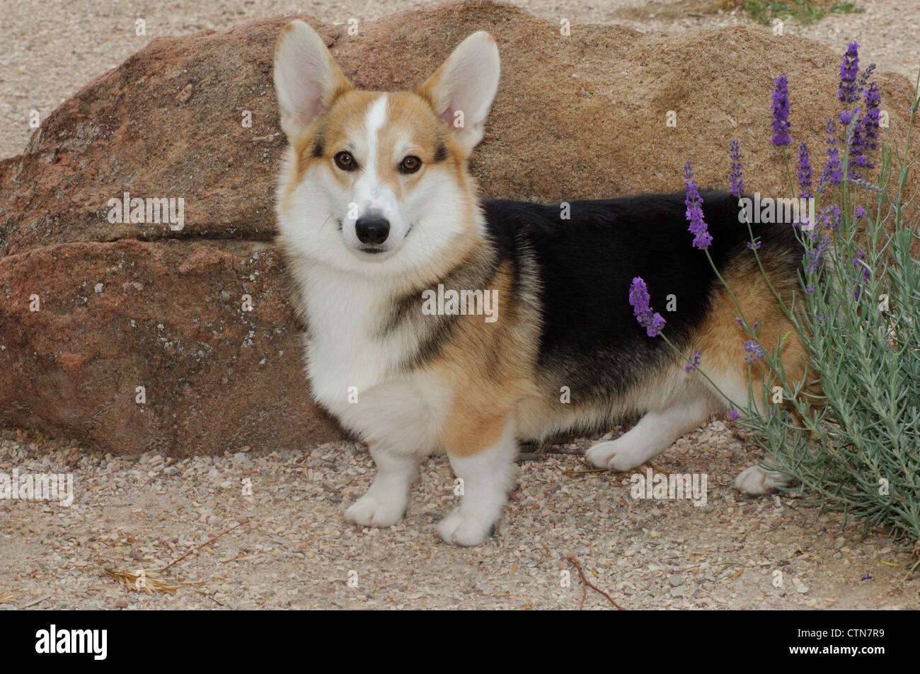 Pembroke Welsh Corgi standing Stock Photo - Alamy