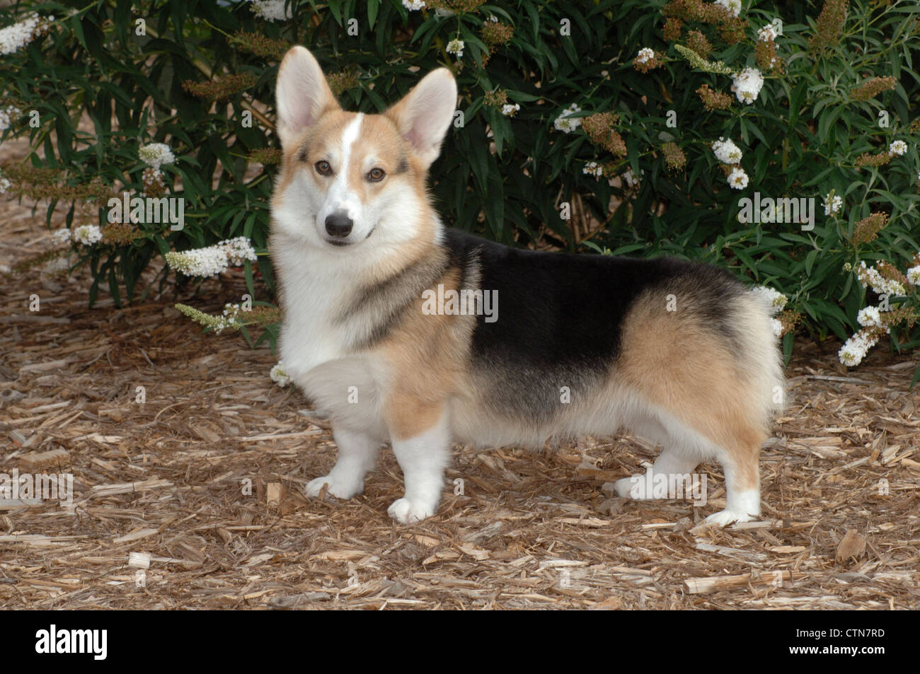 Corgi standing hi-res stock photography and images - Alamy