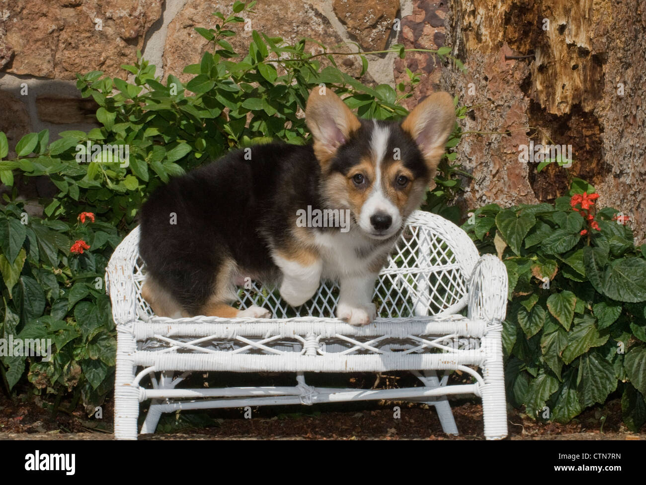 Welsh corgi puppy in wicker chair Stock Photo - Alamy