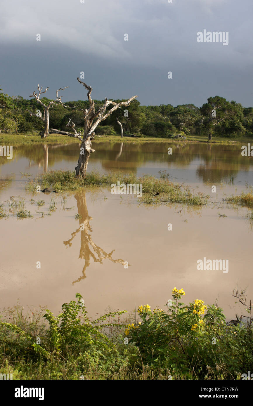 Dead trees and pond in Yala National Park, Sri Lanka Stock Photo - Alamy