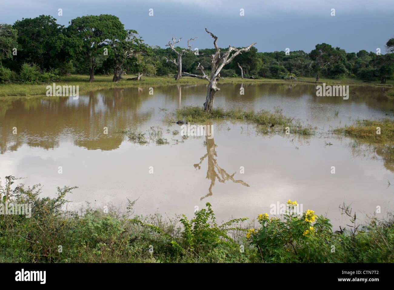 Dead trees and pond in Yala National Park, Sri Lanka Stock Photo - Alamy