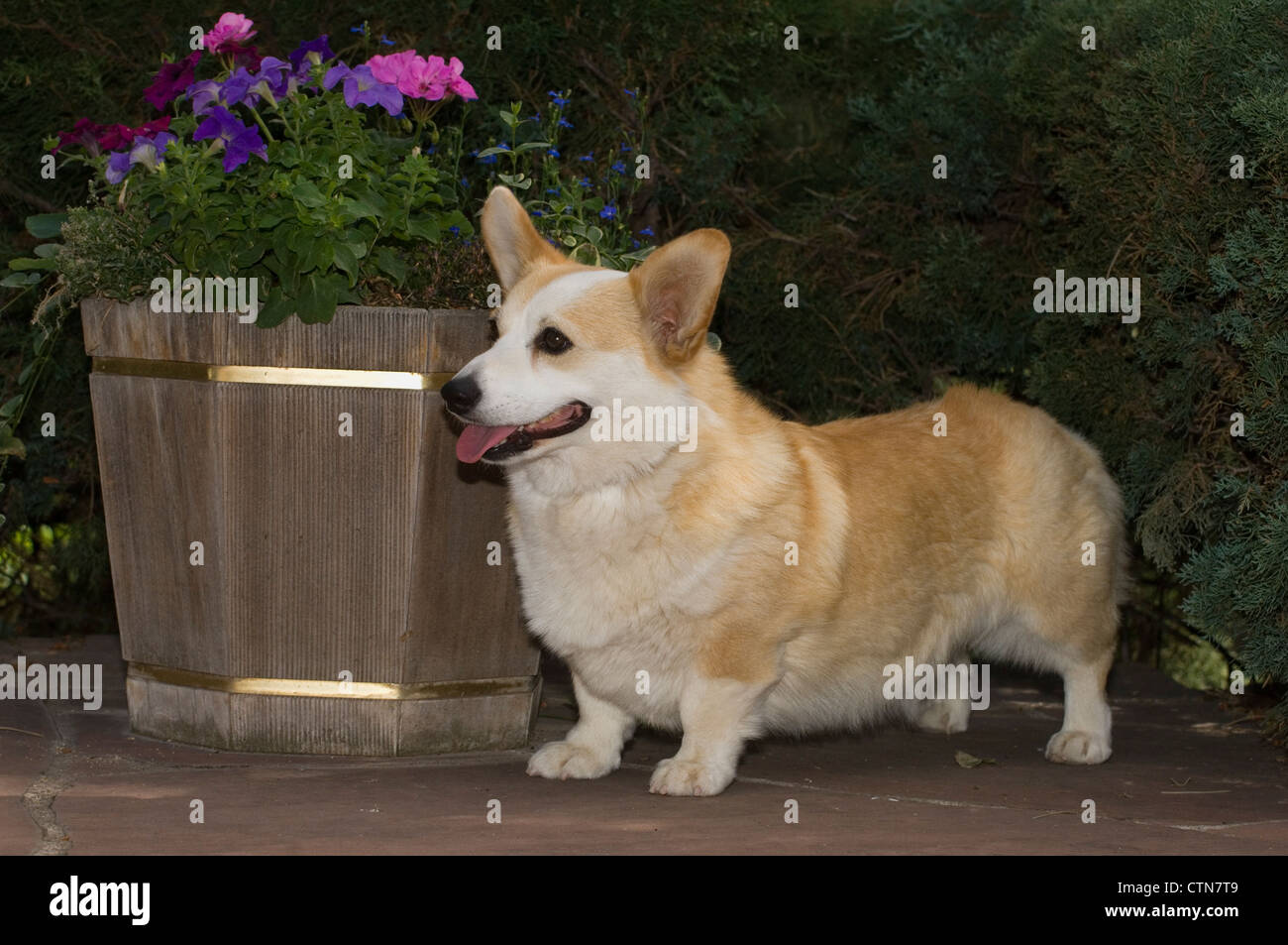 Stand corgi hi-res stock photography and images - Alamy