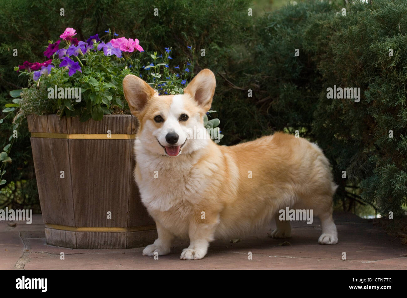 Pembroke Welsh Corgi standing by flowers Stock Photo - Alamy