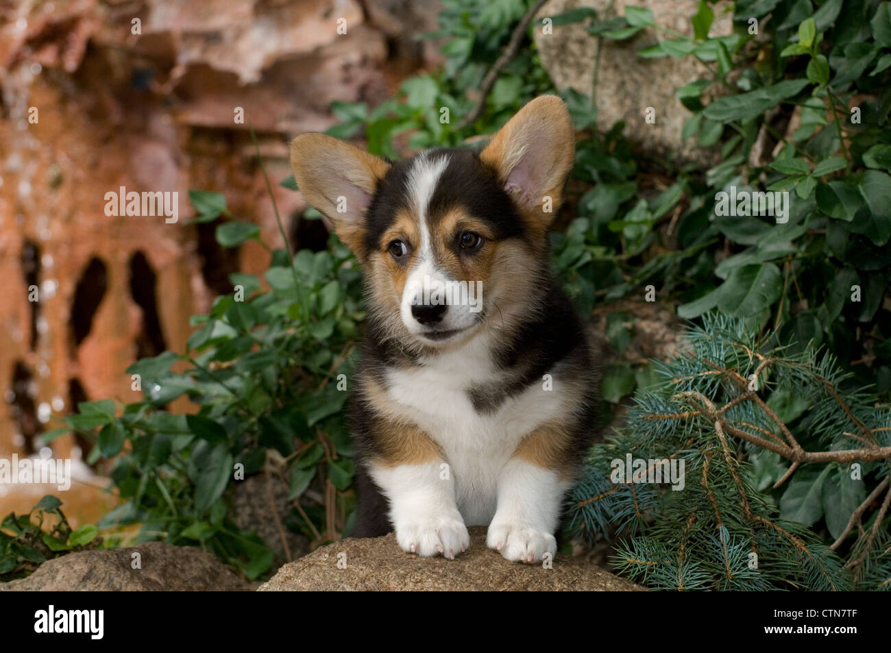 Puppy on rock hi-res stock photography and images - Alamy
