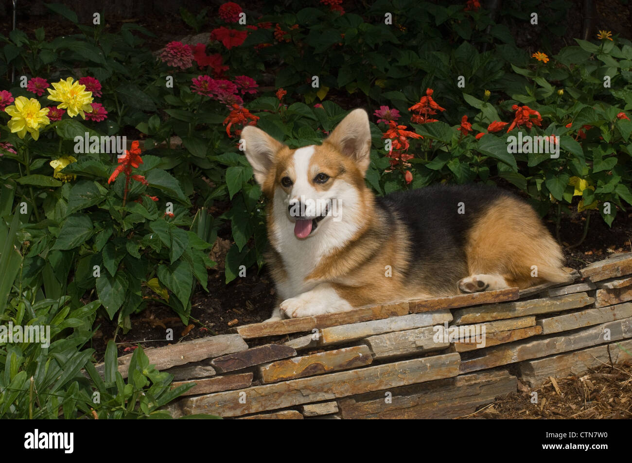 Pembroke welsh corgi lying down hi-res stock photography and images - Alamy