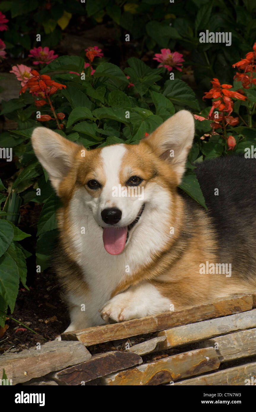 Pembroke welsh corgi lying down hi-res stock photography and images - Alamy