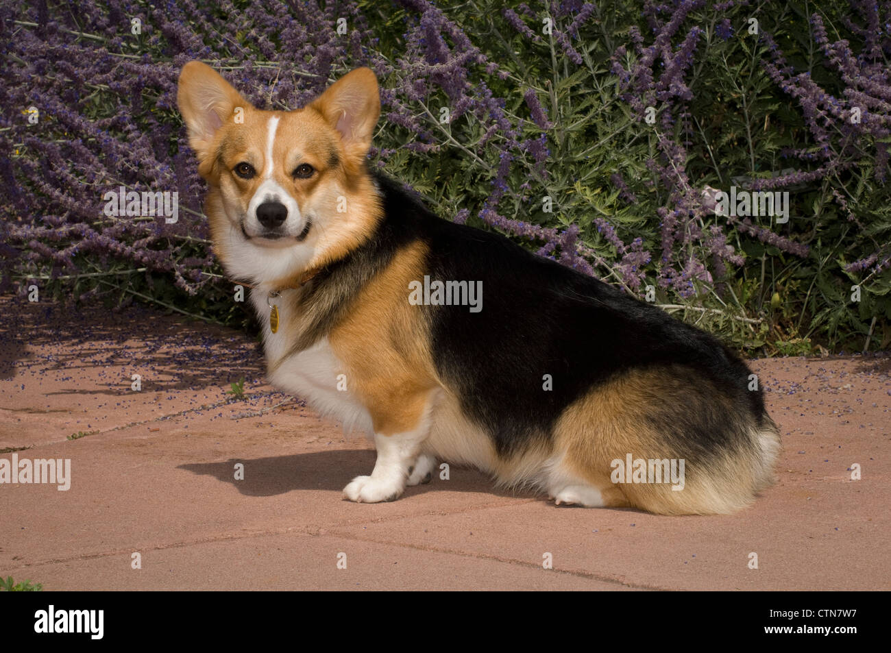Pembroke Welsh Corgi sitting Stock Photo - Alamy