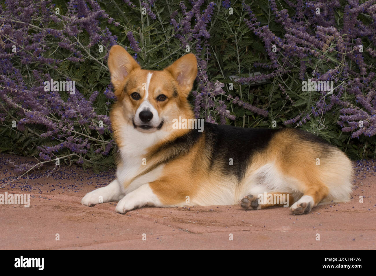 Corgi Lying Down High Resolution Stock Photography and Images - Alamy