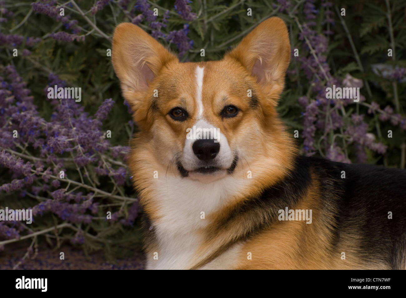 Corgi head hi-res stock photography and images - Alamy