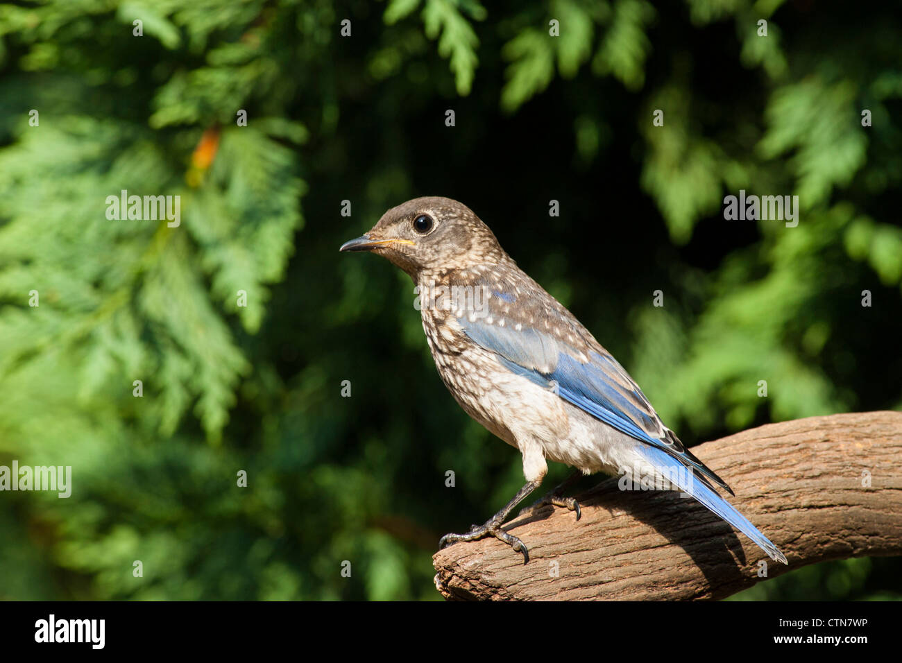 Juvenile Eastern Bluebird, Sialia sialis, a medium-sized thrush, in ...