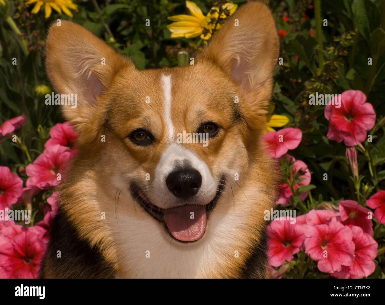 Corgi head hi-res stock photography and images - Alamy