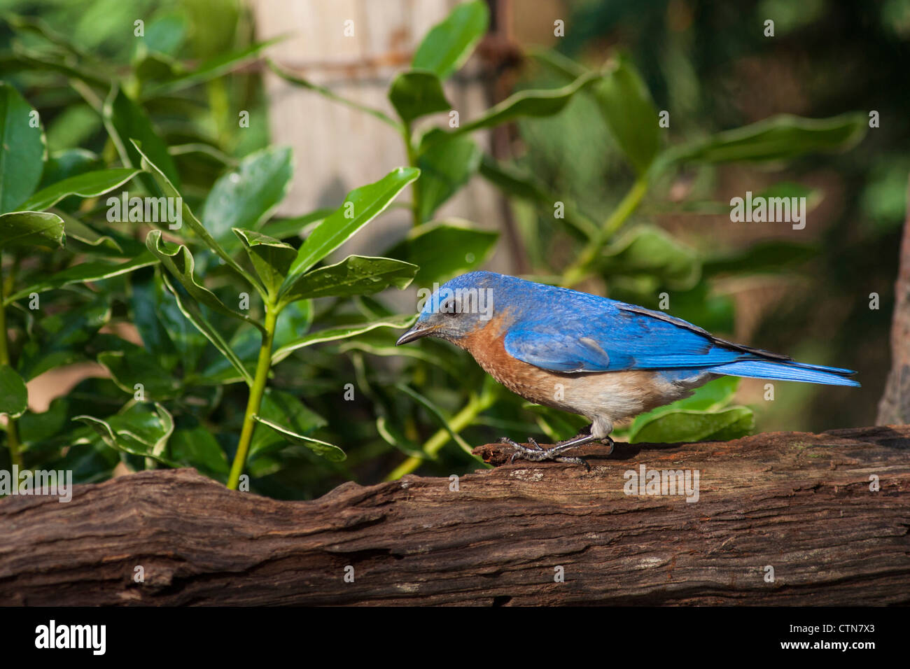Eastern Bluebird, Sialia sialis, a medium-sized thrush, in summer Stock ...