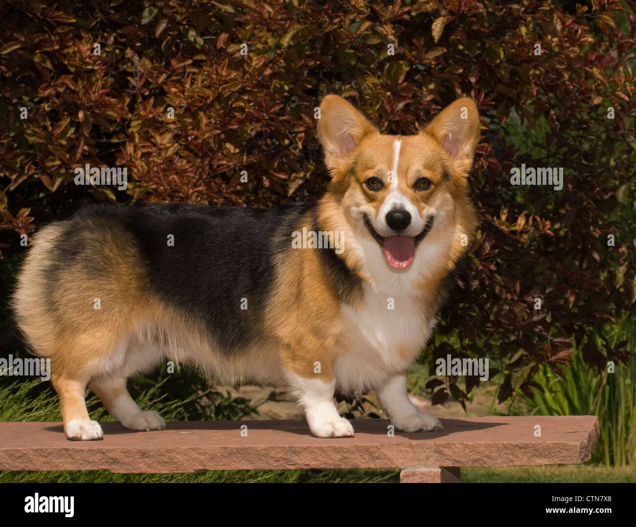 Pembroke Welsh Corgi standing Stock Photo - Alamy