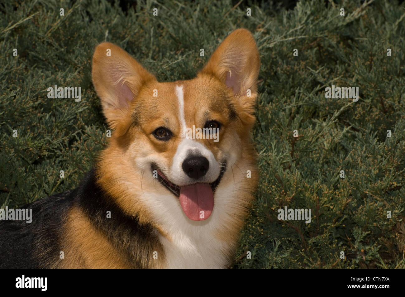 Corgi head hi-res stock photography and images - Alamy