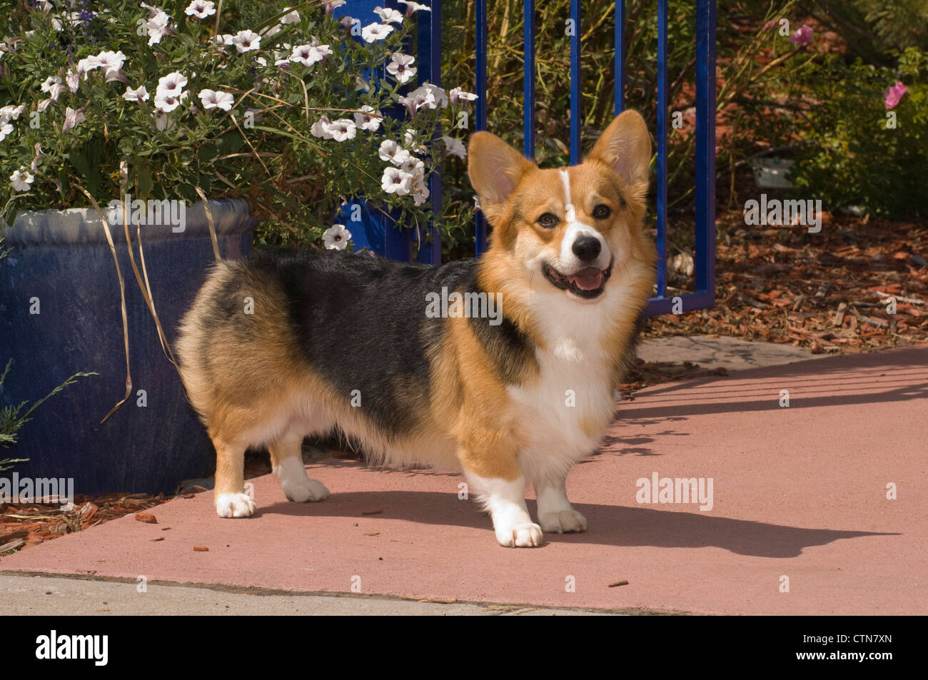 Pembroke Welsh Corgi standing in front of flowers Stock Photo - Alamy