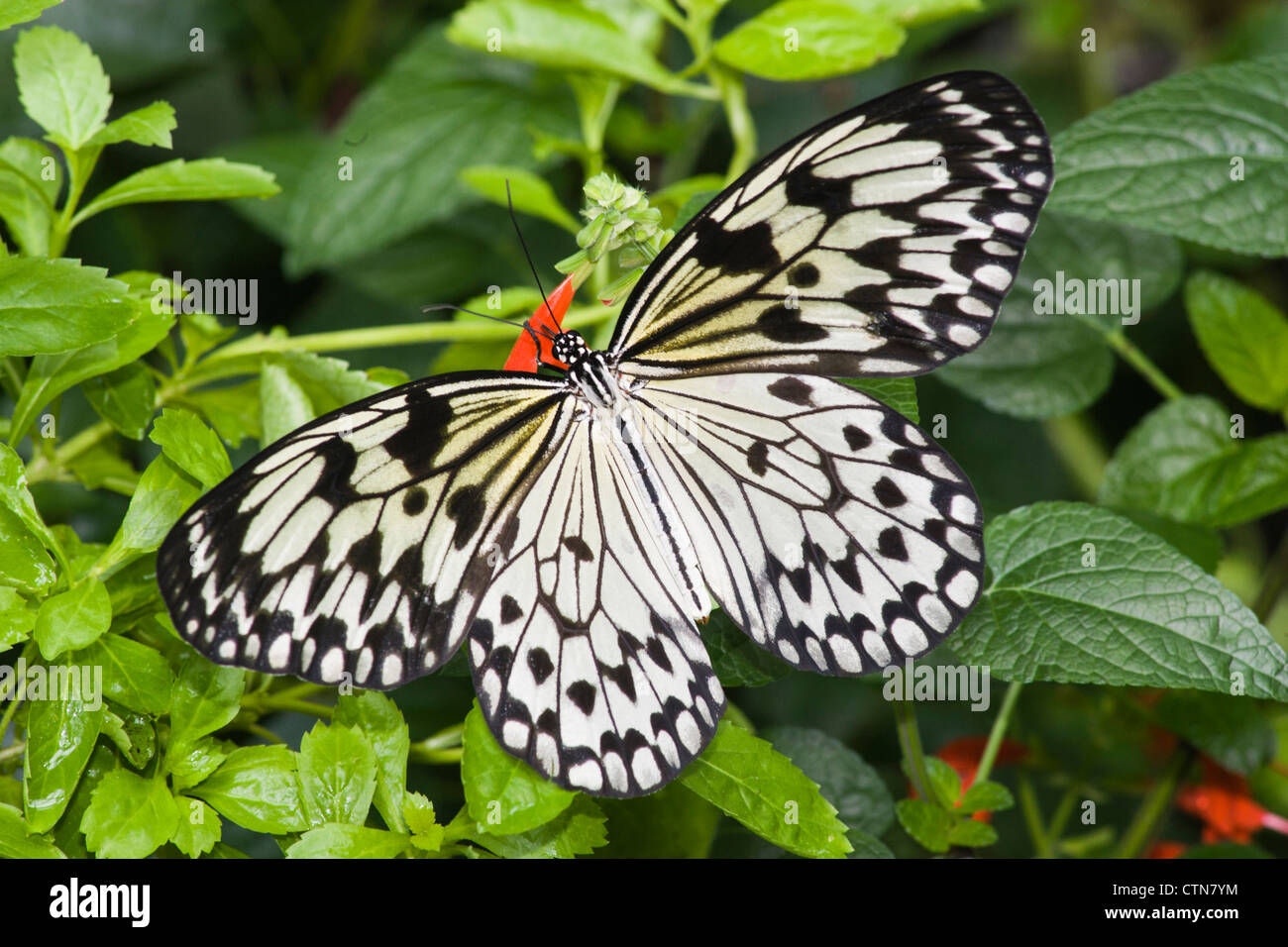 Callaway gardens butterflies hi-res stock photography and images - Alamy
