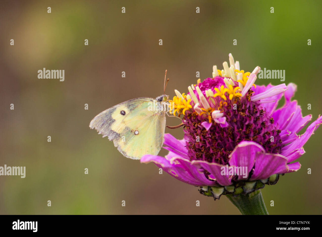 Dogface pattern hi-res stock photography and images - Alamy