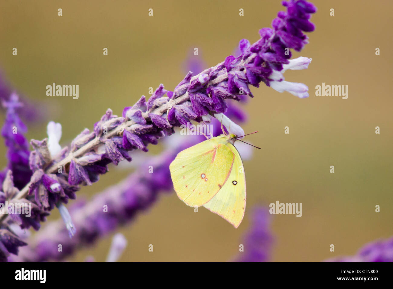 Southern Dogface Butterfly, Colias cesonia, on "Mexican Sage Bush ...