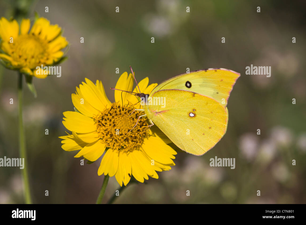 Sulphur family of butterflies hi-res stock photography and images - Alamy