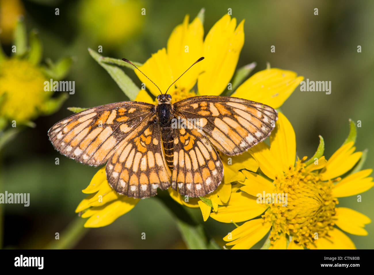 Theona Checkerspot Butterfly, Thessalia theona, on yellow Coreopsis ...