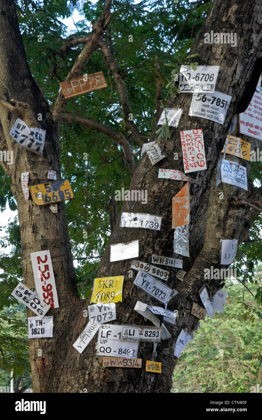 Vehicle license plate numbers hung on tree at temple for good fortune ...
