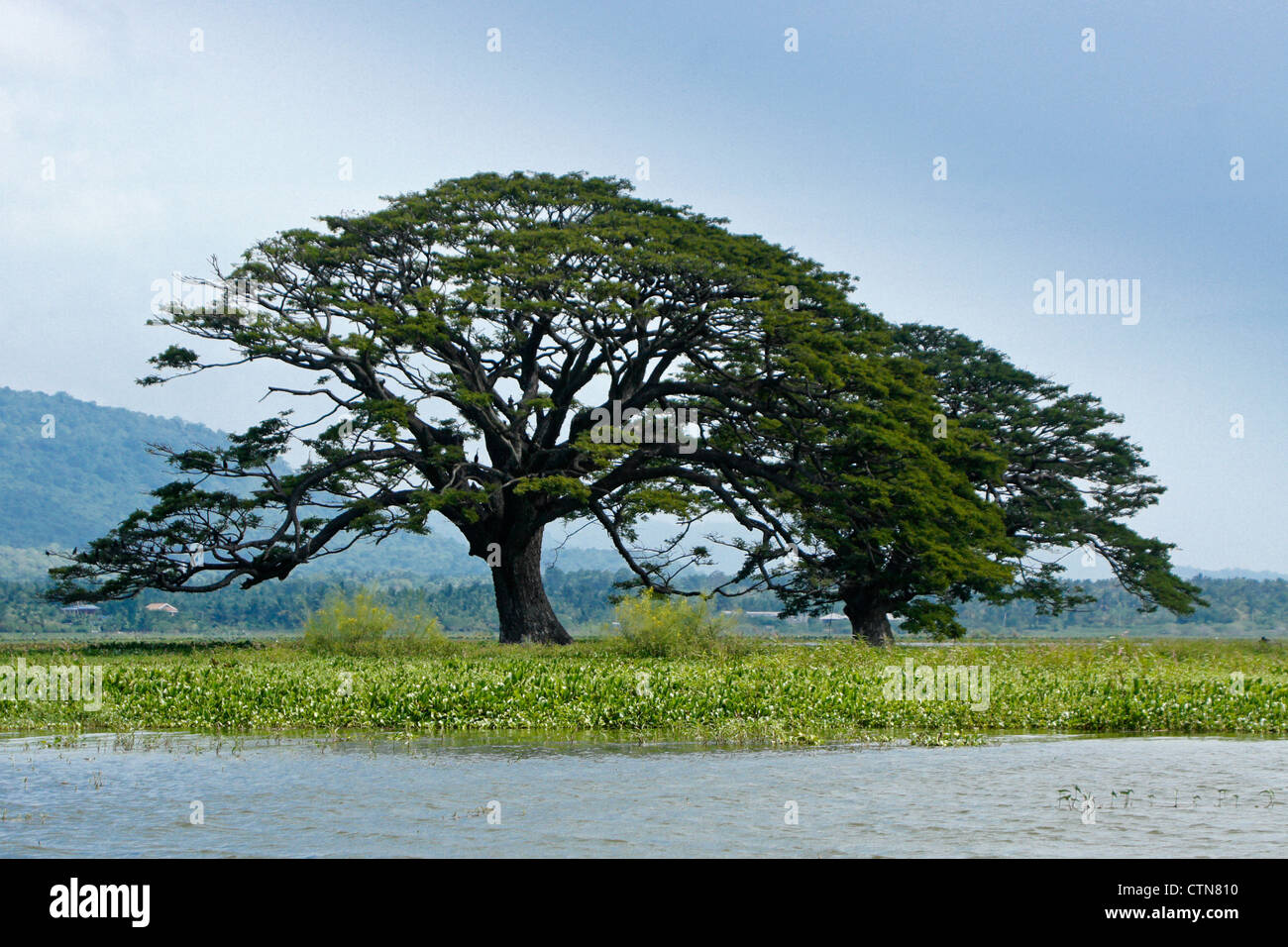 Rain tree and water hyacinths on Lake Tissa Wewa, Tissamaharama, Sri ...