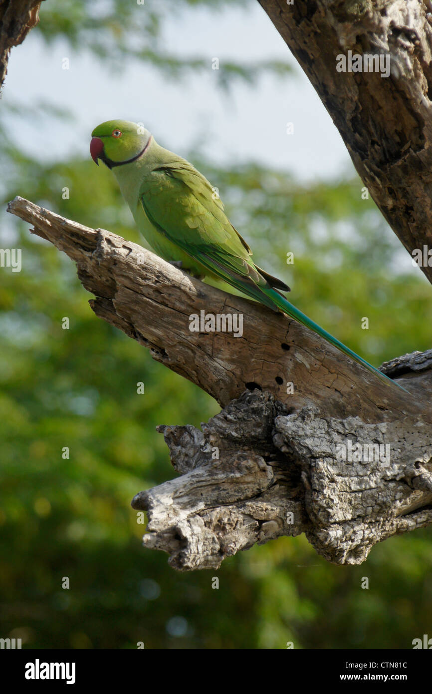 Ring necked parakeet hi-res stock photography and images - Alamy