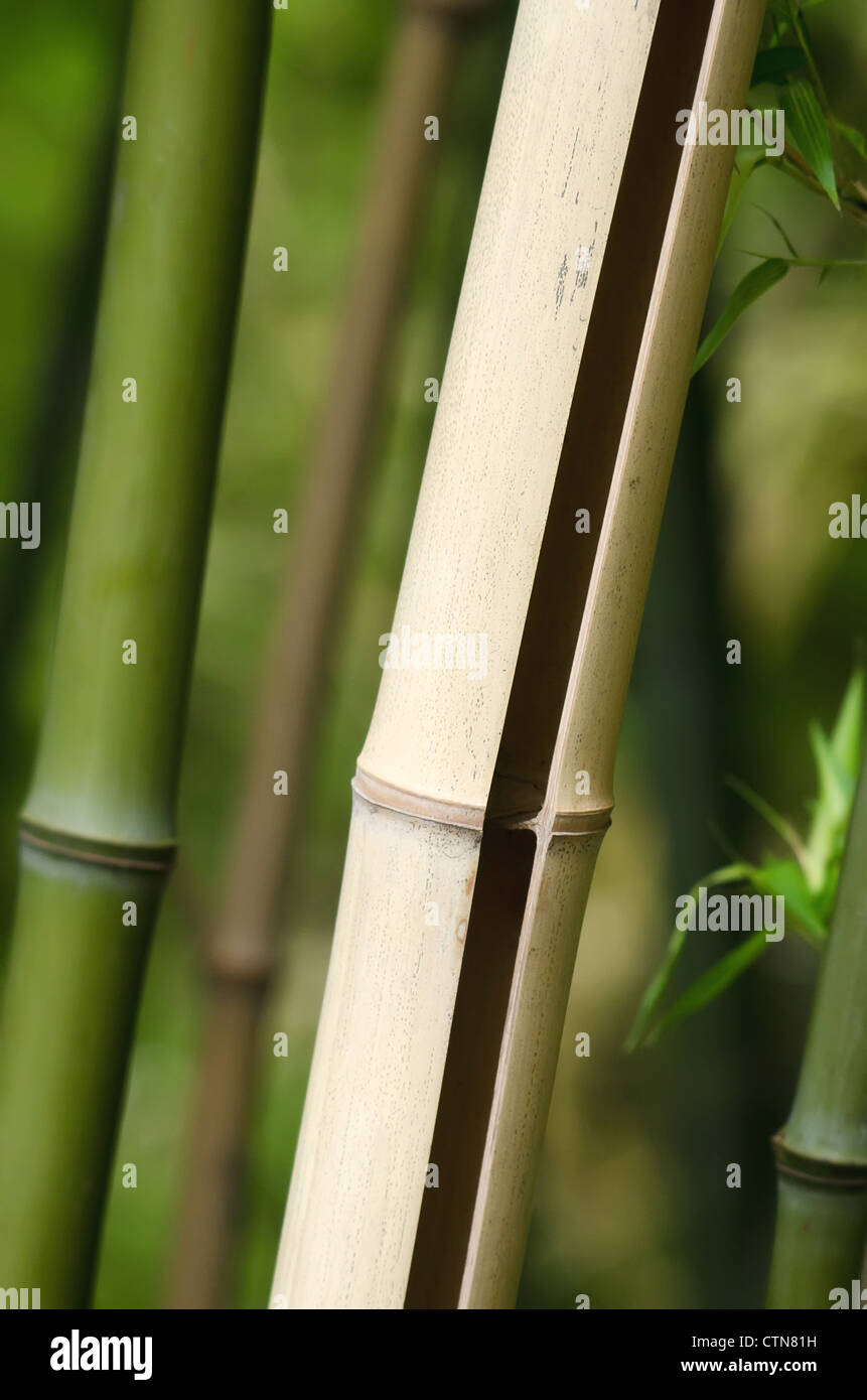 Bamboo tree trunks closeup Stock Photo - Alamy