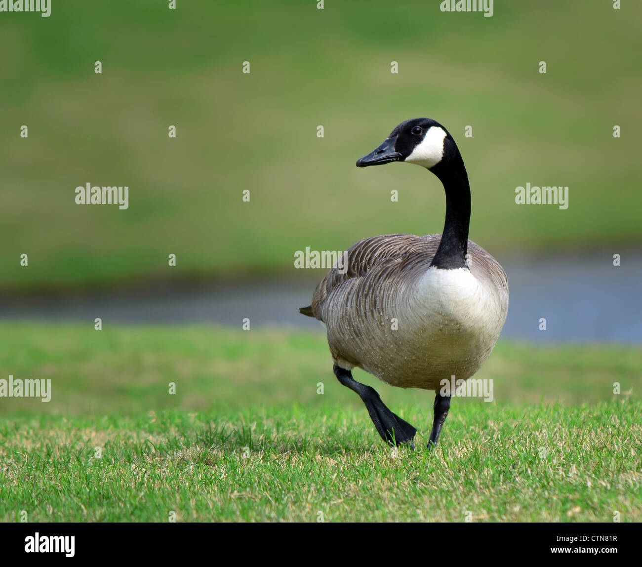 Canada Goose strolling in the park Stock Photo - Alamy