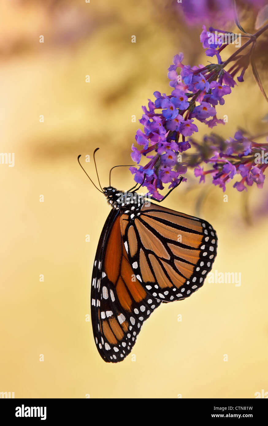 Purple butterfly bush hi-res stock photography and images - Alamy