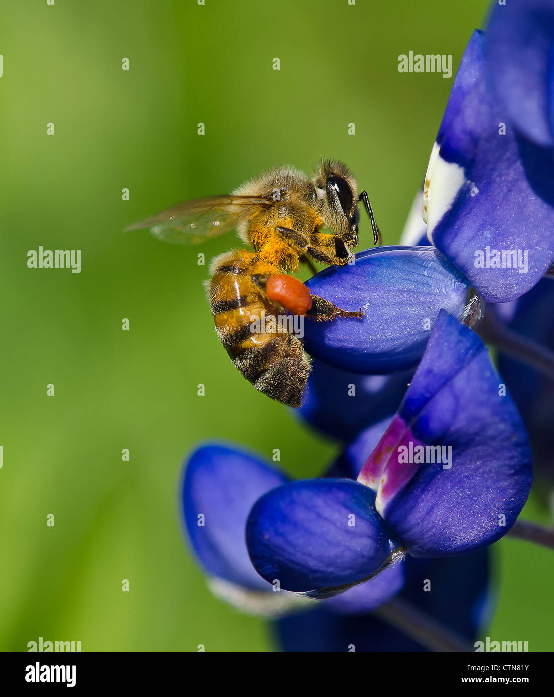 Bee collecting pollen on Texas bluebonnet Stock Photo - Alamy