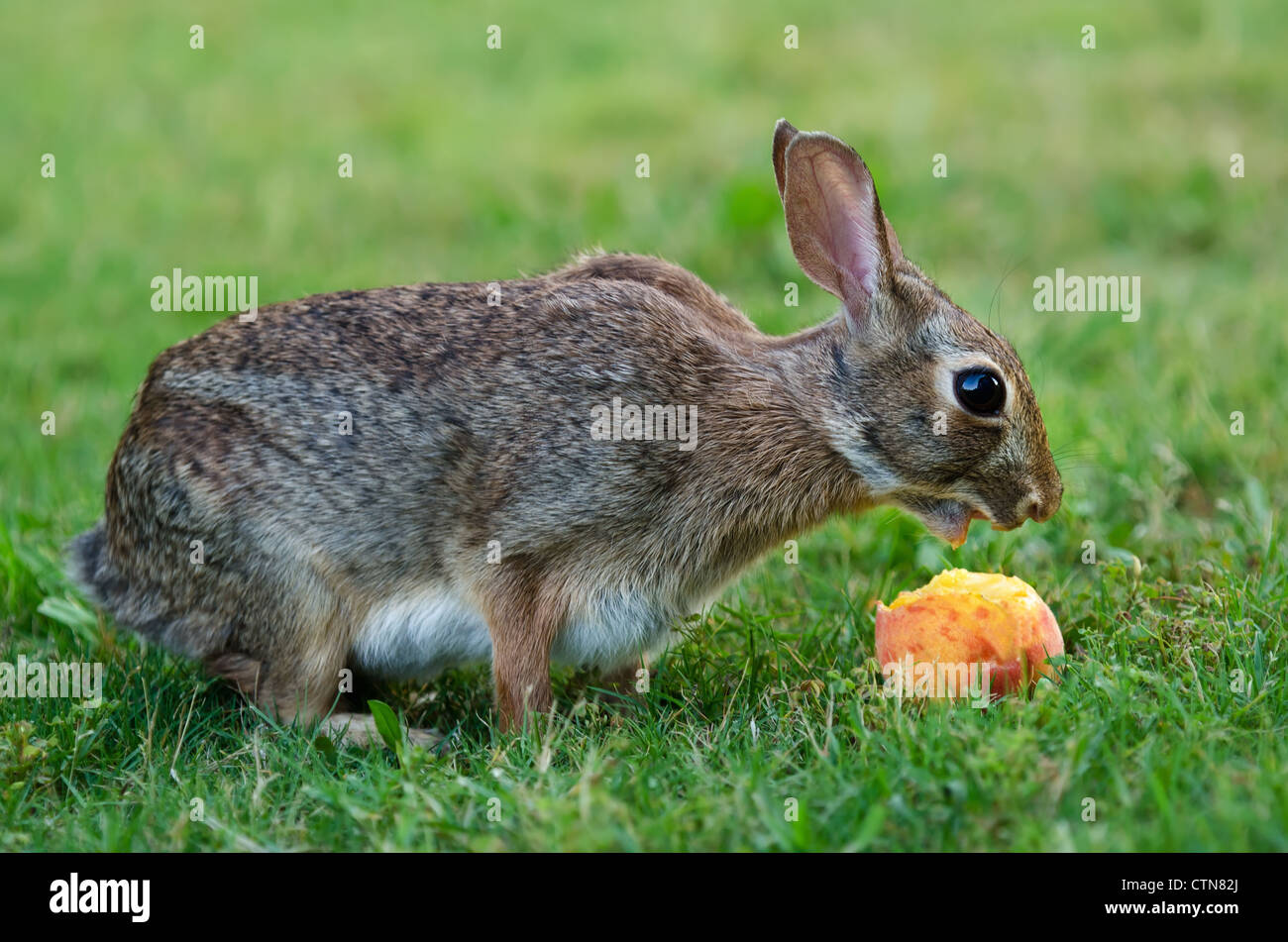 Cottontail bunny rabbit eating peach fruit Stock Photo - Alamy