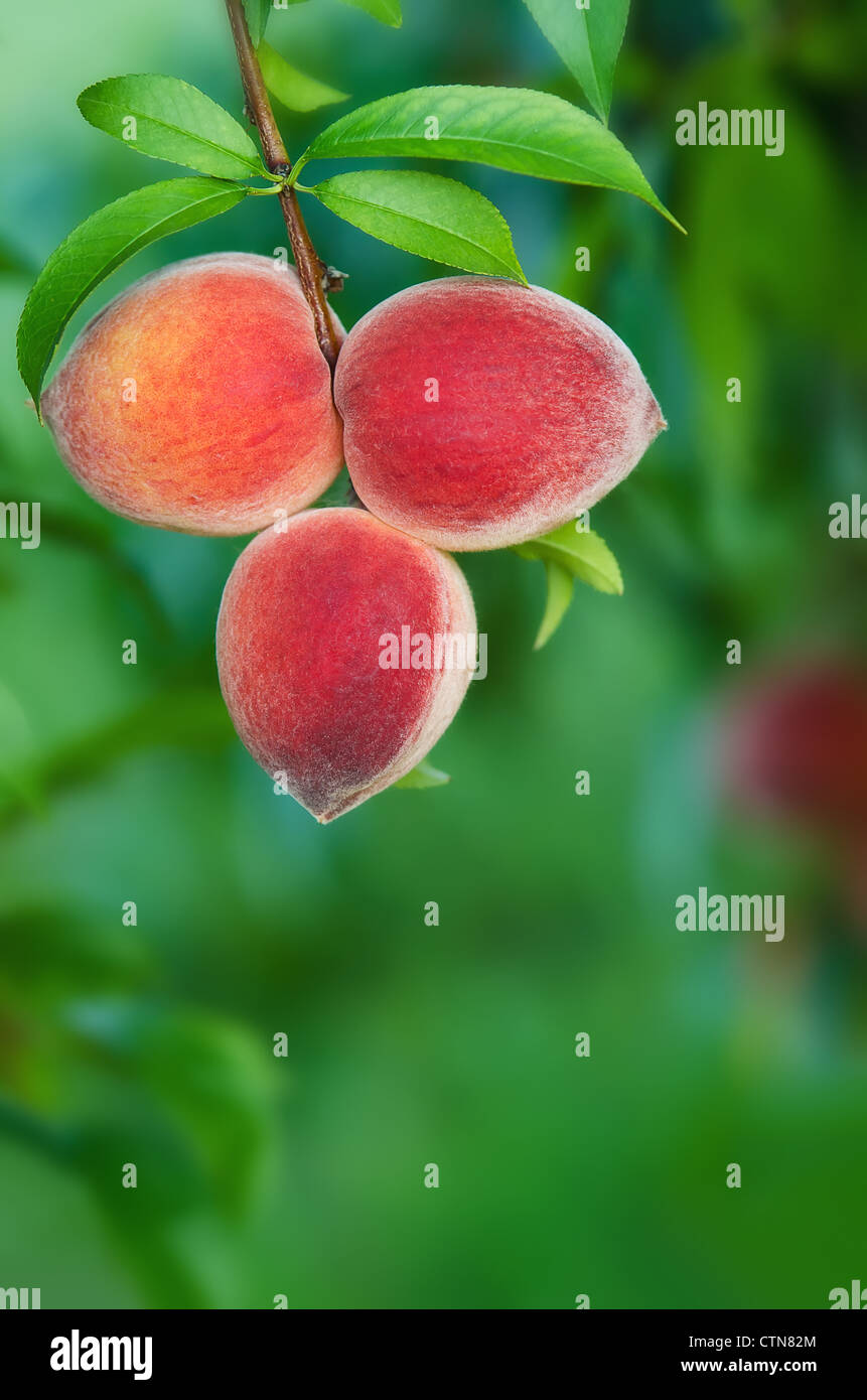 Peaches hanging on a tree branch Stock Photo - Alamy