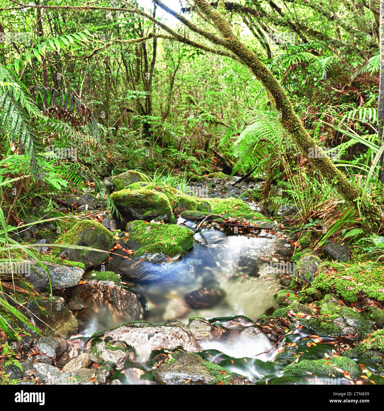 New zealand native bush hi-res stock photography and images - Alamy