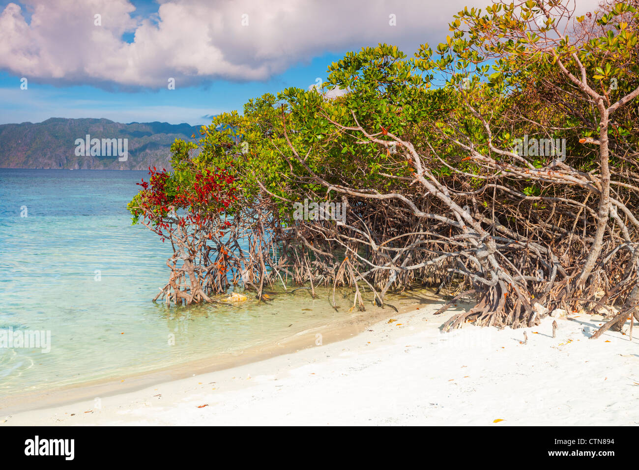 Beautiful beach. Mangroves on the foreground Stock Photo - Alamy