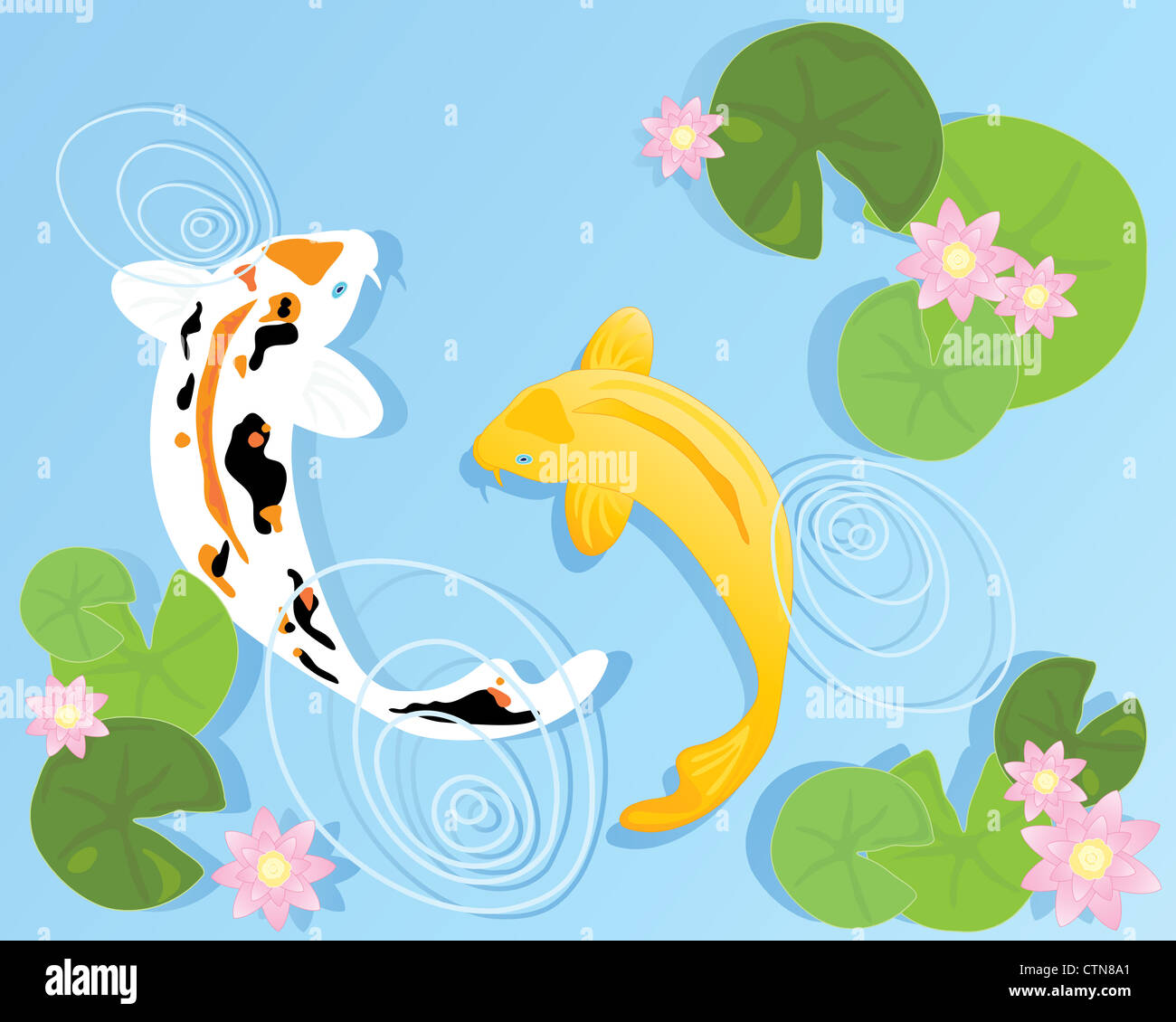 Colorful carp lillies hi-res stock photography and images - Alamy