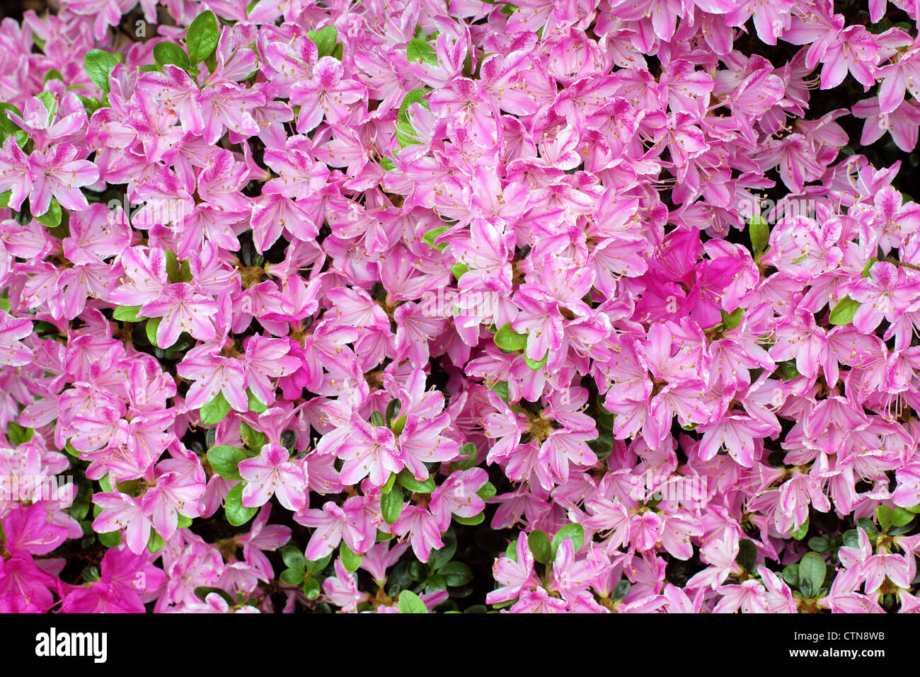 Pink Rhododendron "Kermesina rose" blossom Stock Photo - Alamy
