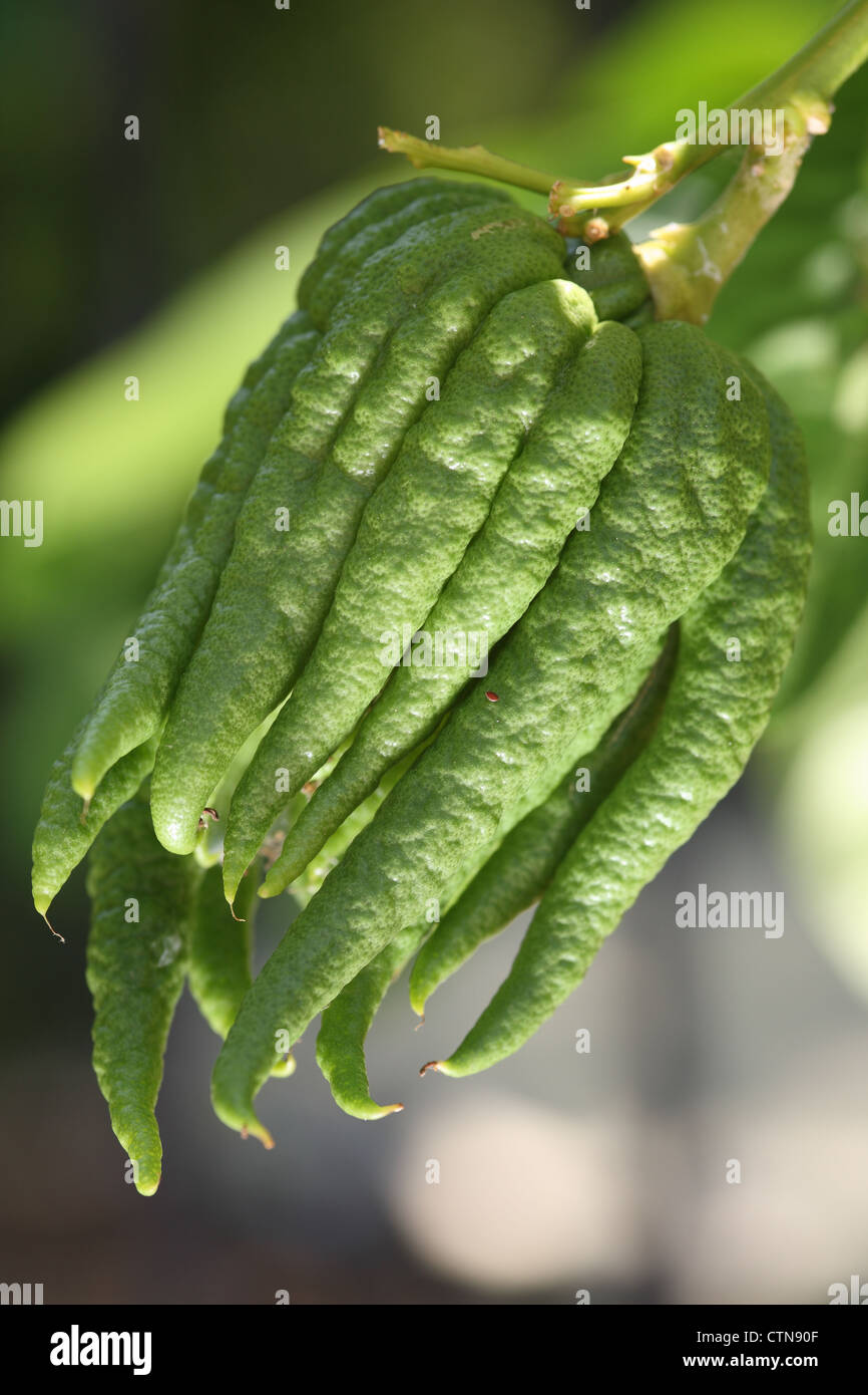 Buddhas fingers hi-res stock photography and images - Alamy