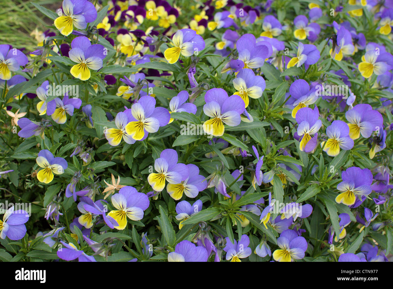 Violet pansies hi-res stock photography and images - Alamy