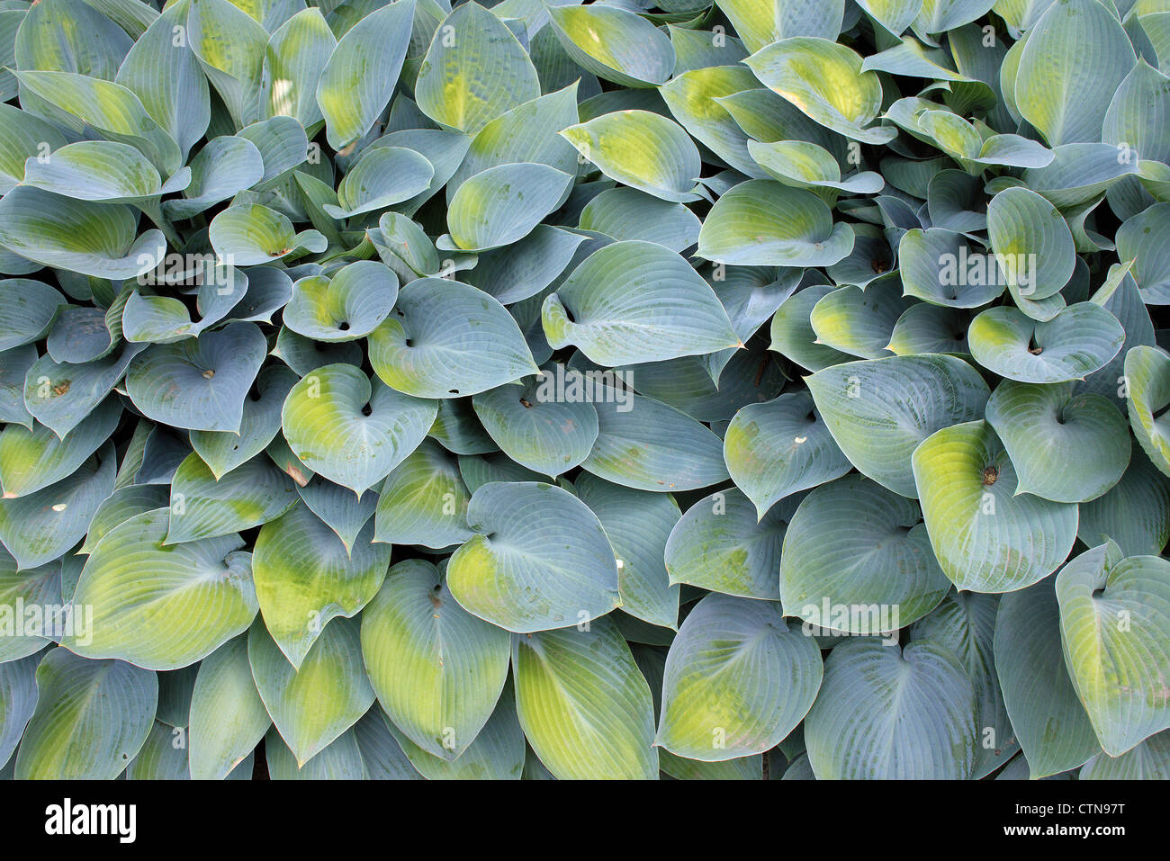 Fresh spring Hosta leaves Stock Photo - Alamy
