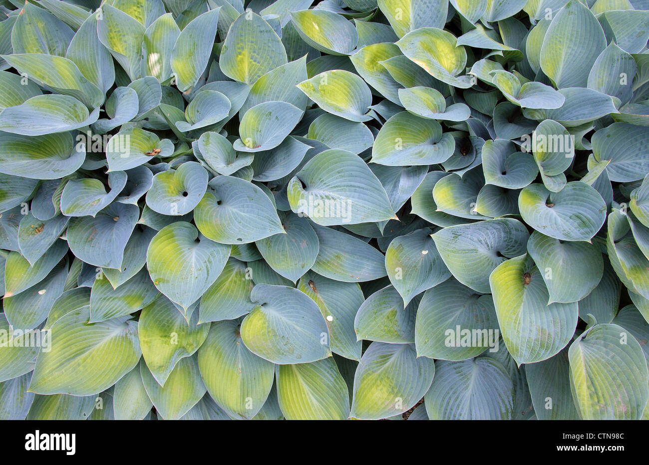 Fresh spring Hosta leaves Stock Photo - Alamy
