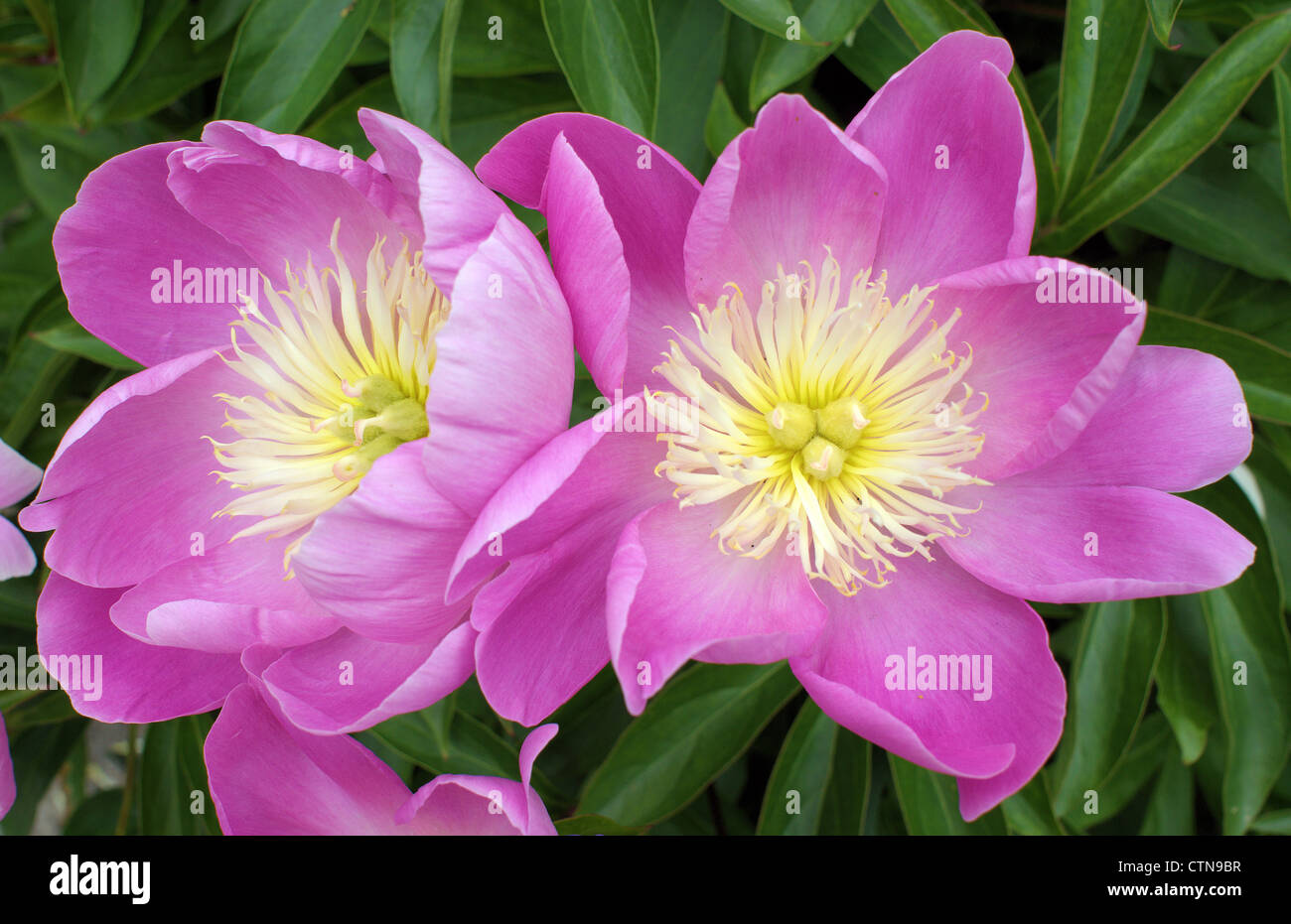 Two pink peonies hi-res stock photography and images - Alamy