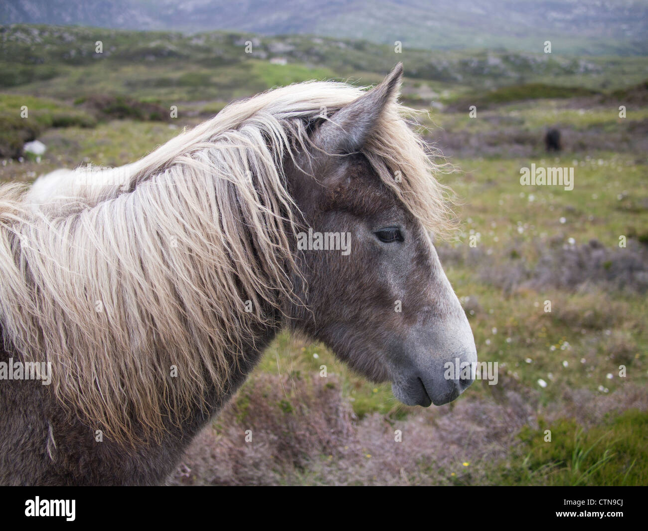 Eriskay pony hi-res stock photography and images - Alamy