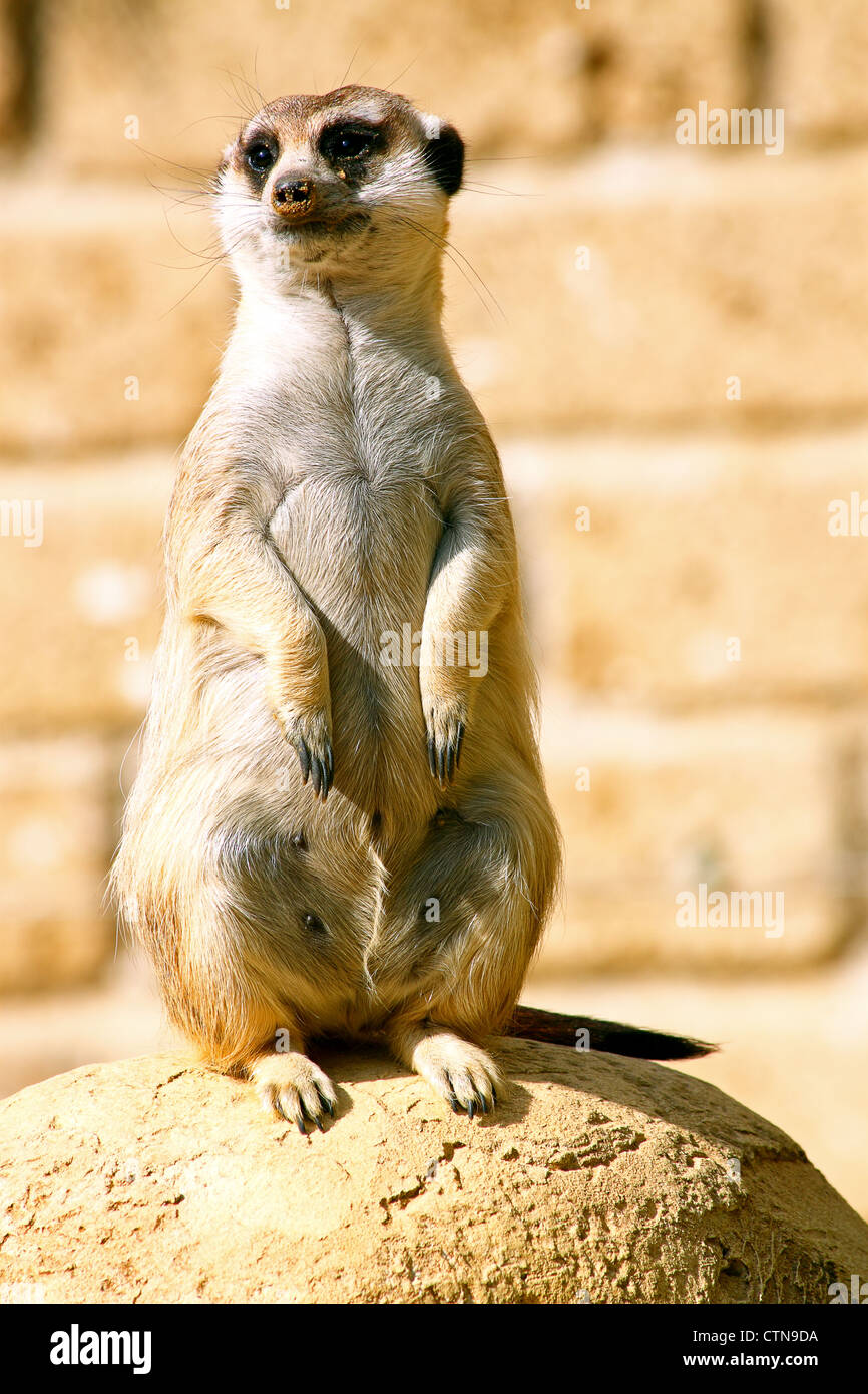 A meerkat (Suricata suricatta), standing on its hind legs, looks around ...