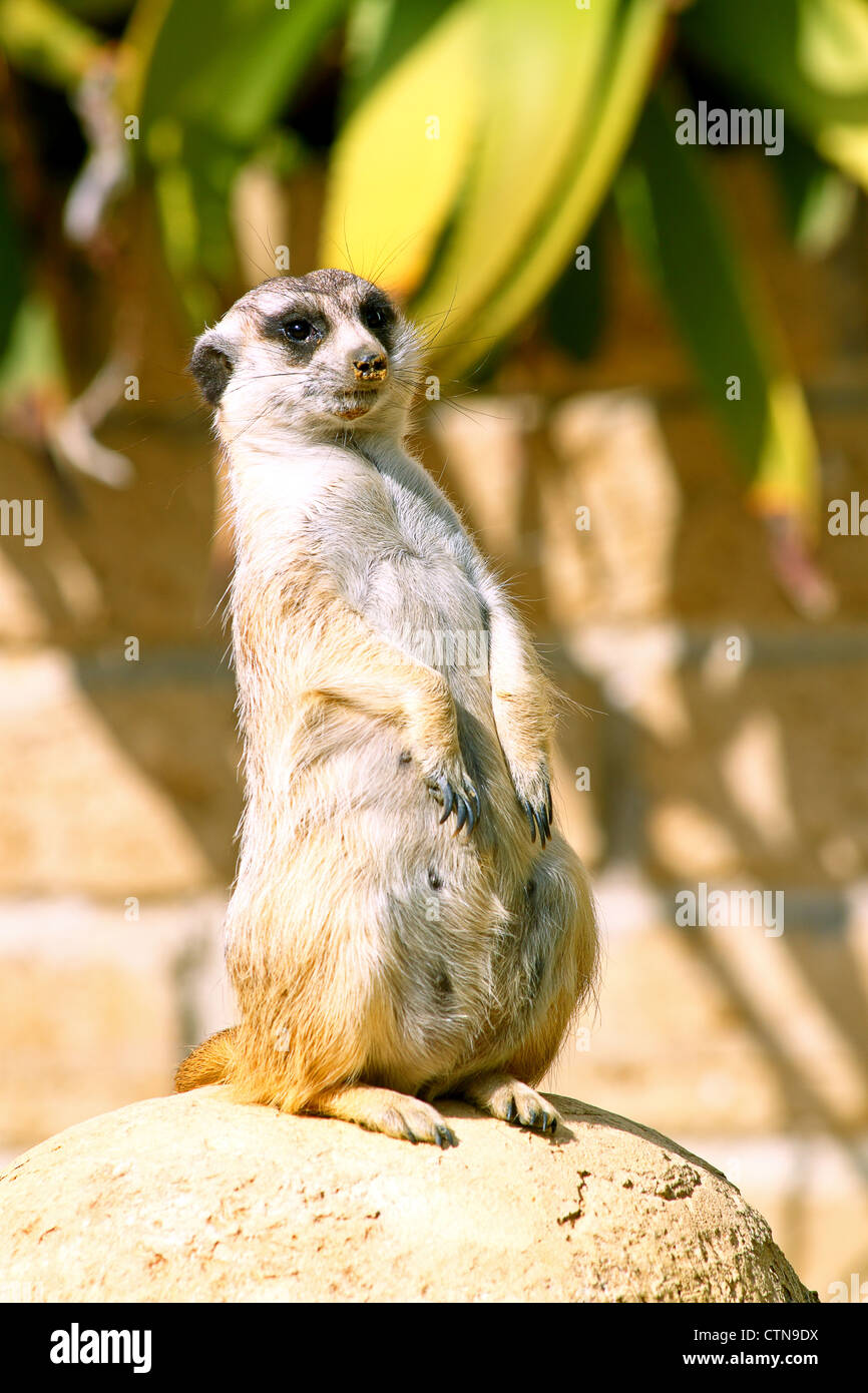 A meerkat (Suricata suricatta), standing on its hind legs, looks around ...