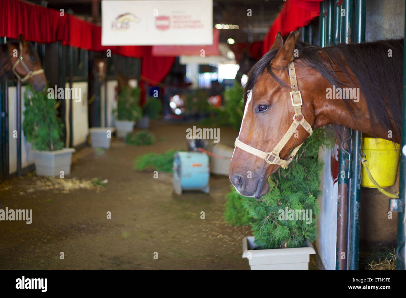 A horse peeps out of its stable inside the barns of Calgary stampede ...