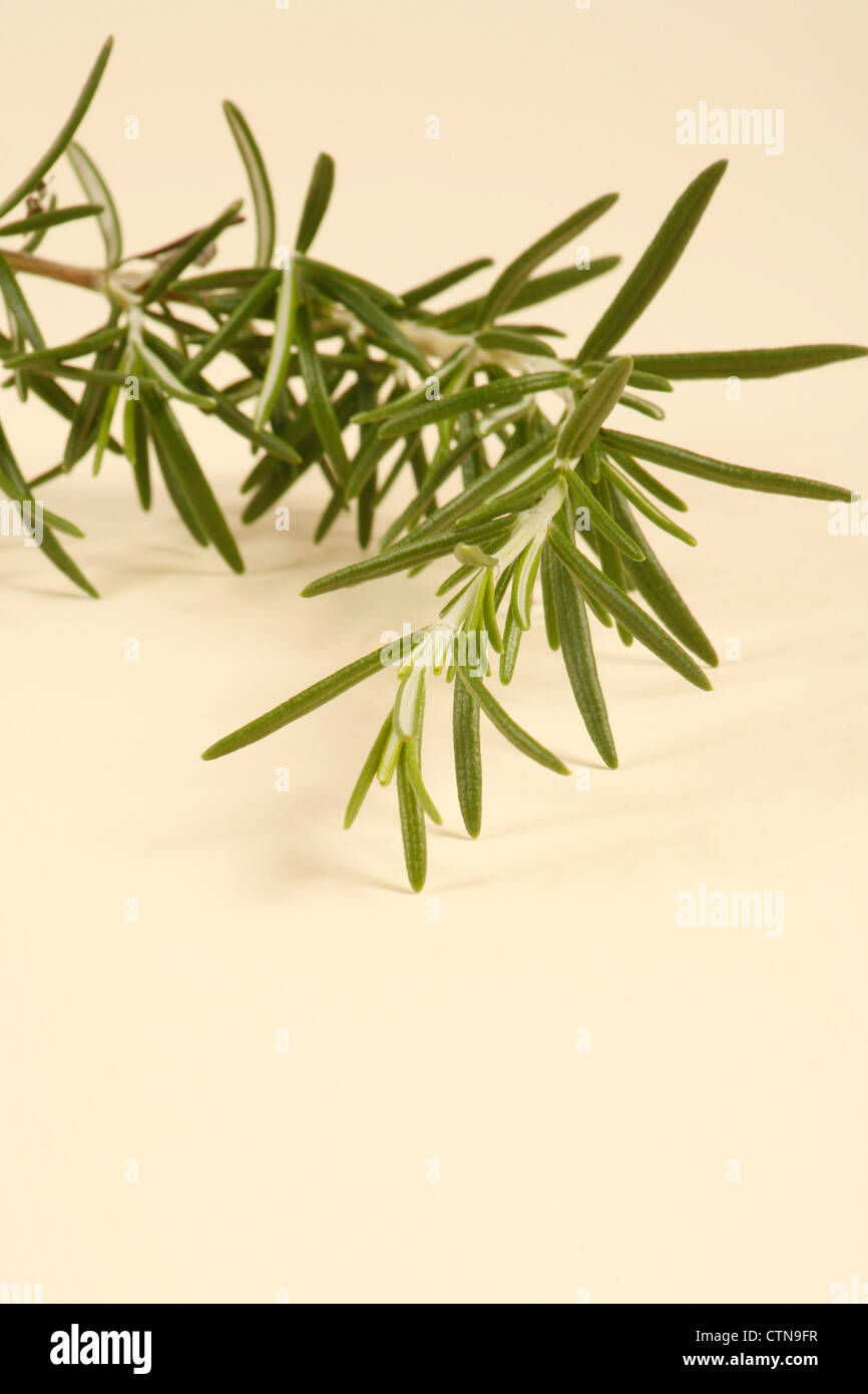 Rosemary needles hi-res stock photography and images - Alamy