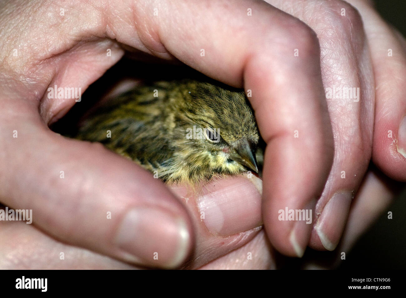 Injured young bird hi-res stock photography and images - Alamy